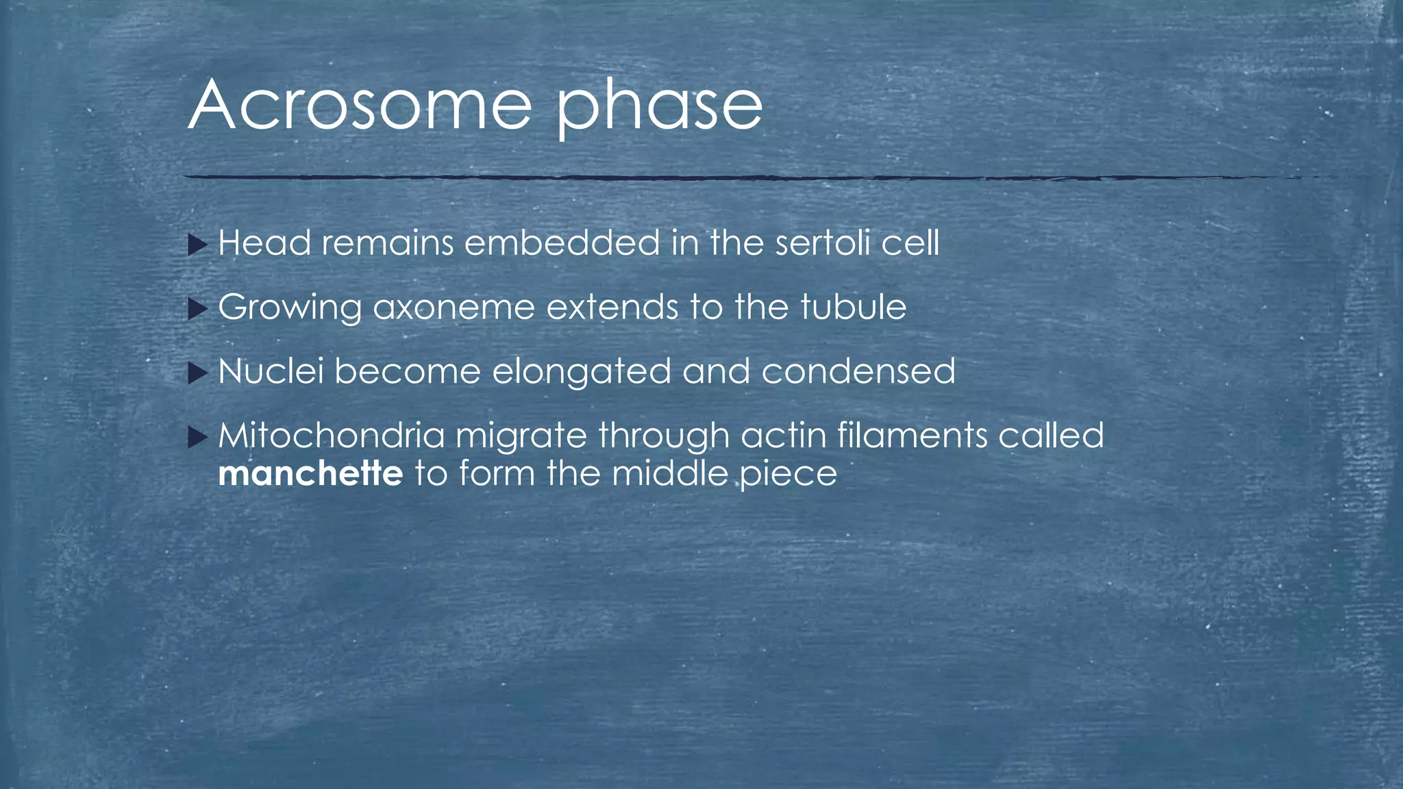 Spermatogenesis and spermiogenesis | PPTX