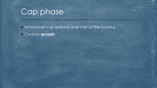 Spermatogenesis and spermiogenesis | PPTX