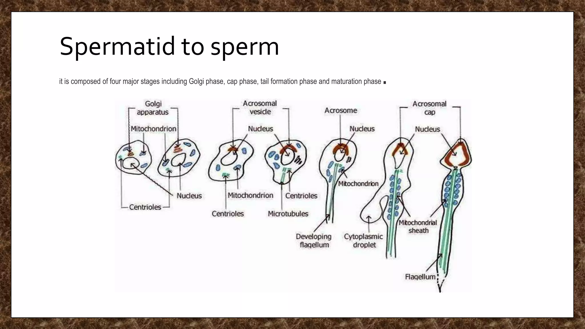 Spermatogenesis Anju.pptx