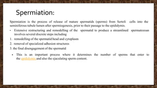 Spermatogenesis Anju.pptx