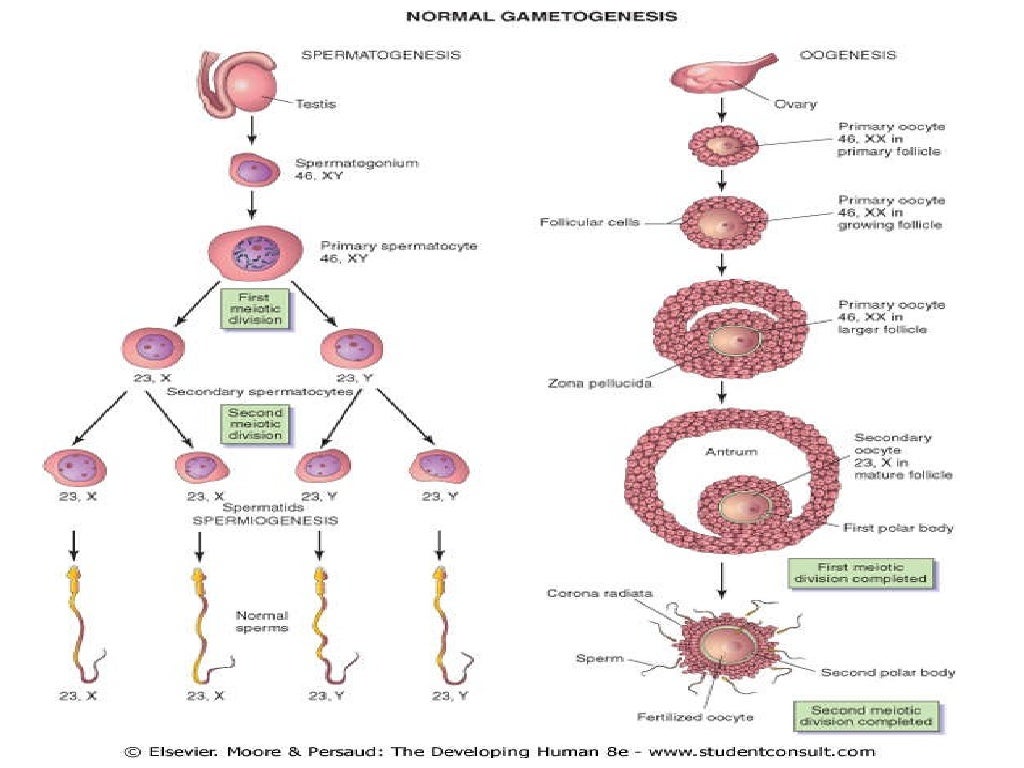 Spermatogenesis Steps