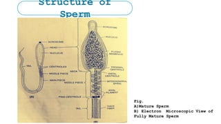 Spermatogenesis ___ by Ashish Verma 1.pptx