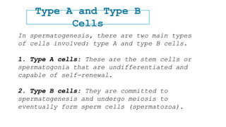 Spermatogenesis ___ by Ashish Verma 1.pptx