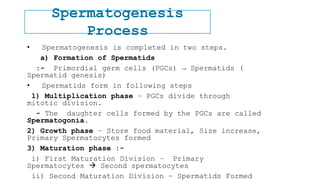 Spermatogenesis ___ by Ashish Verma 1.pptx