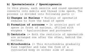 Spermatogenesis ___ by Ashish Verma 1.pptx