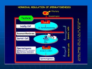 Spermatogenesis fish 07 | PPT