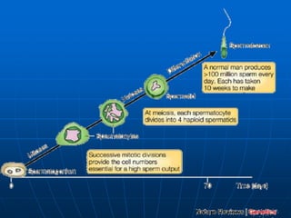 Spermatogenesis fish 07 | PPT