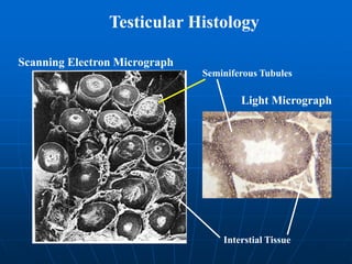 Spermatogenesis fish 07 | PPT
