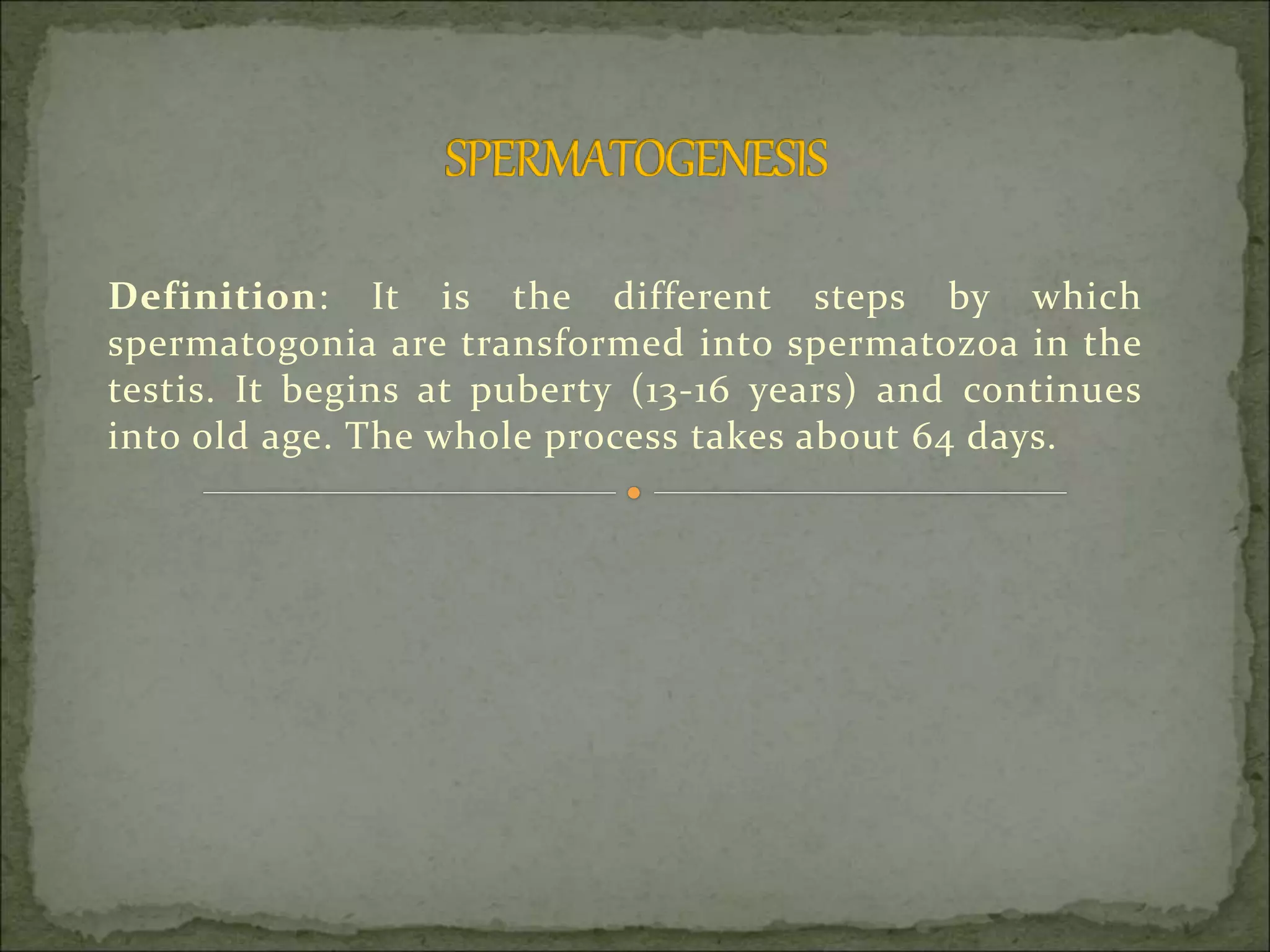 Spermatogenesis ppt.ppt