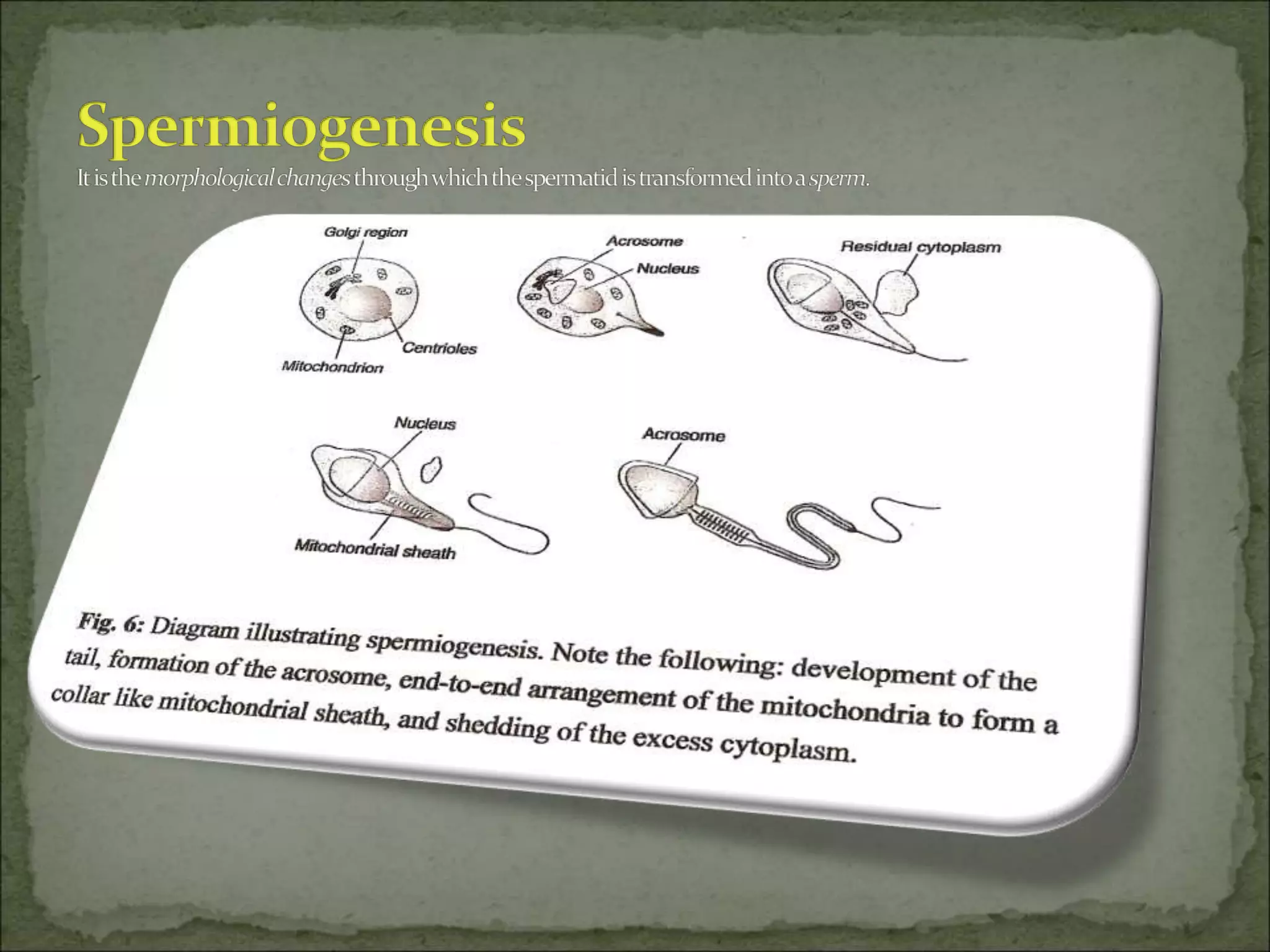 Spermatogenesis ppt.ppt