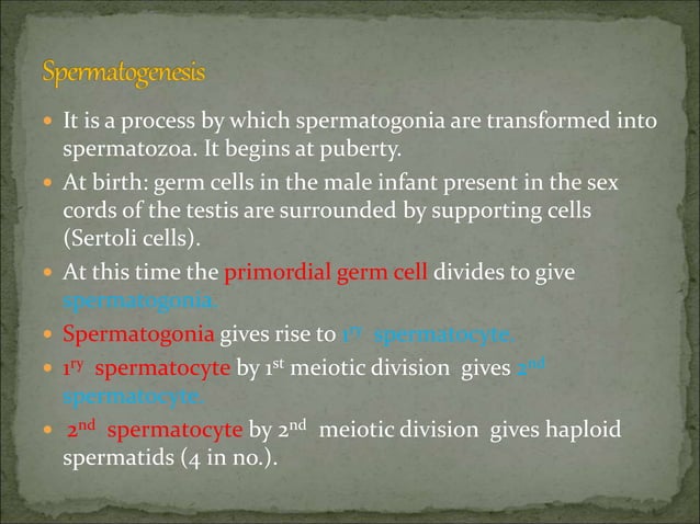 Spermatogenesis ppt.ppt