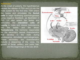 Spermatogenesis ppt.ppt