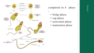 Spermatogenesis presentation.ppsx