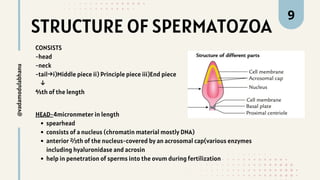 Spermatogenesis_represented by Vadamodula Bhanu | PDF