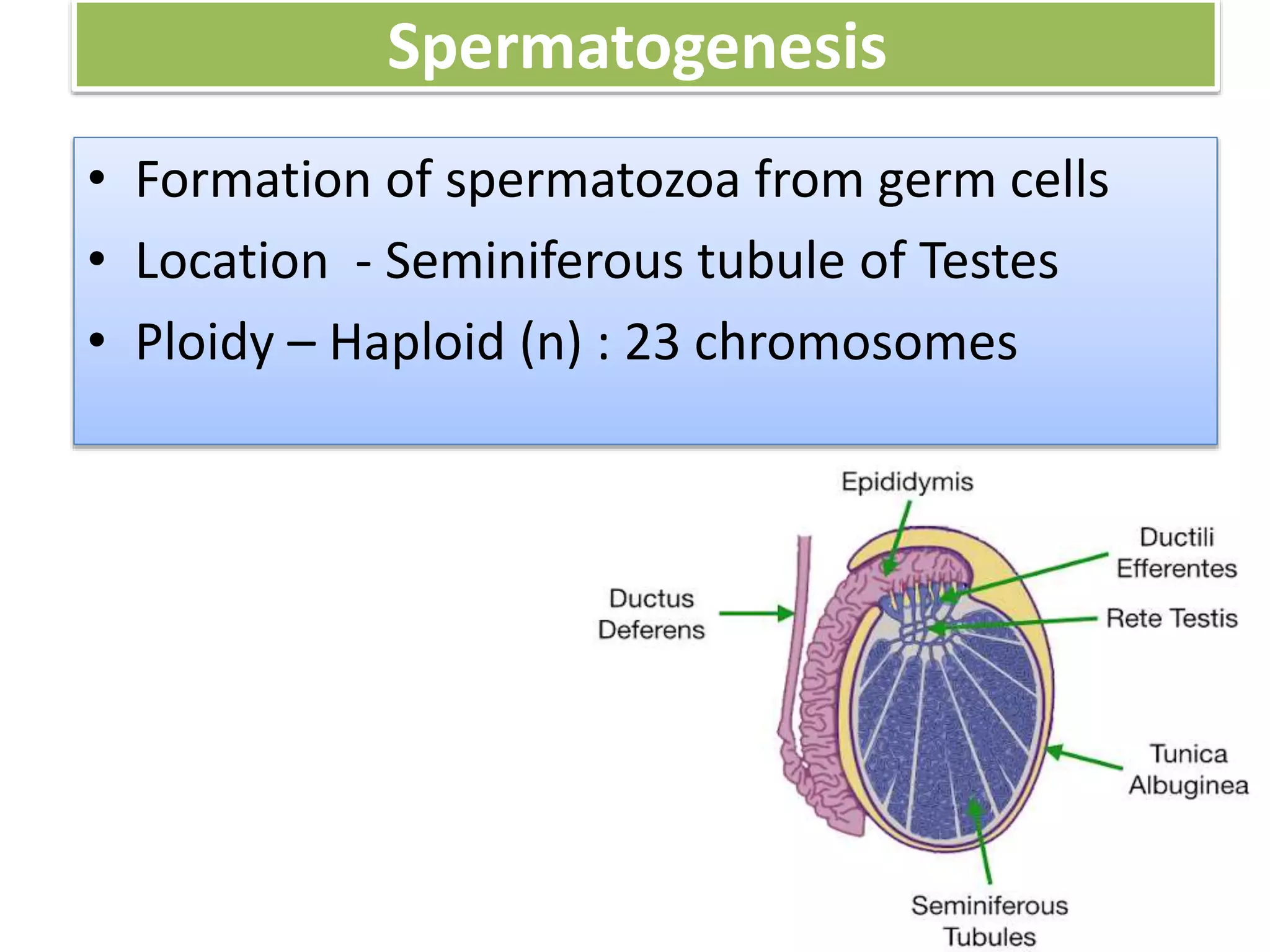 Spermatogenesis rku | PPTX