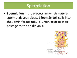 Spermatogenesis rku | PPT