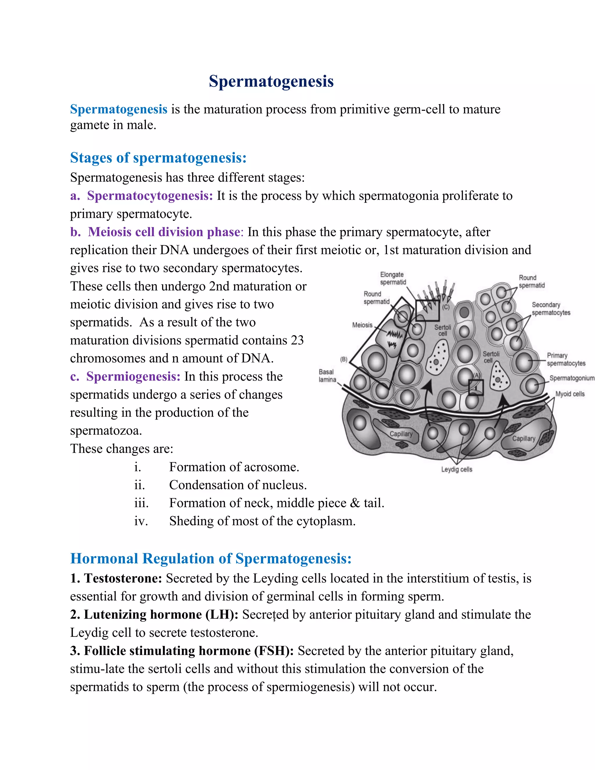 Spermatogenesis steps, hormonal regulation and abnormalities | PDF