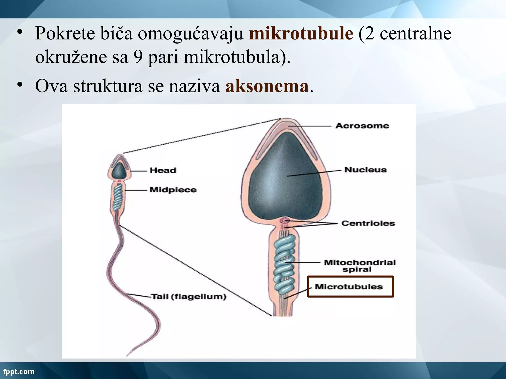 Spermatogeneza | PPT