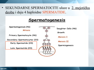 Spermatogeneza | PPT