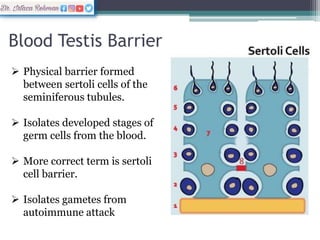 Spermatogenic function of testis.pptx