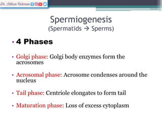 Spermatogenic function of testis.pptx