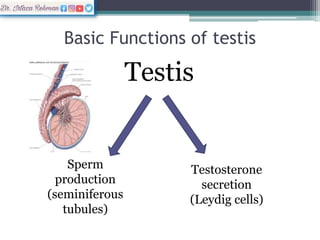 Spermatogenic function of testis.pptx