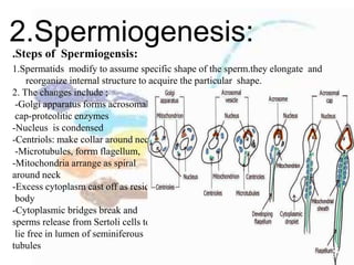 Spermiogenesis Phases