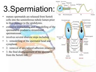 Spermiation
