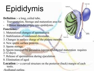 Sperm Maturation Process