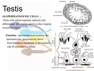 Sperm Testis Slide Labeled