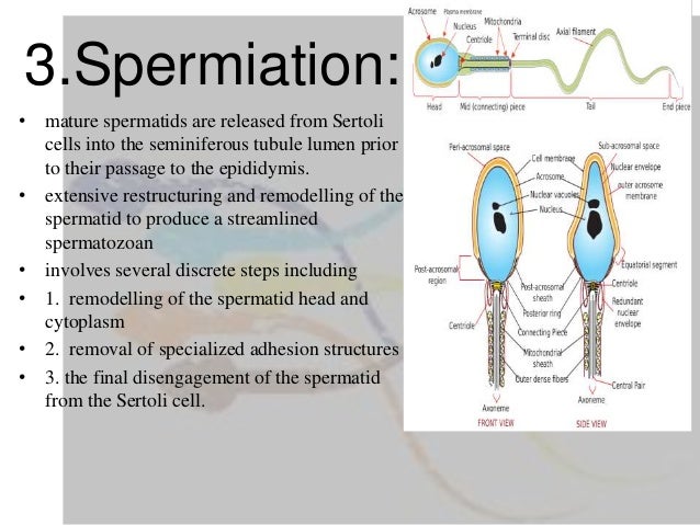 Spermatogensis