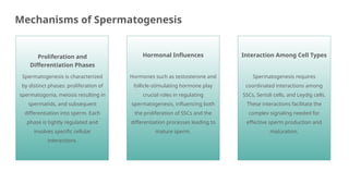 Spermatogonial Stem Cells and In Vitro Spermatogenesis | PPT