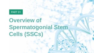 Spermatogonial Stem Cells and In Vitro Spermatogenesis | PPTX