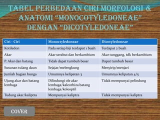 Spermatophyta | PPTX