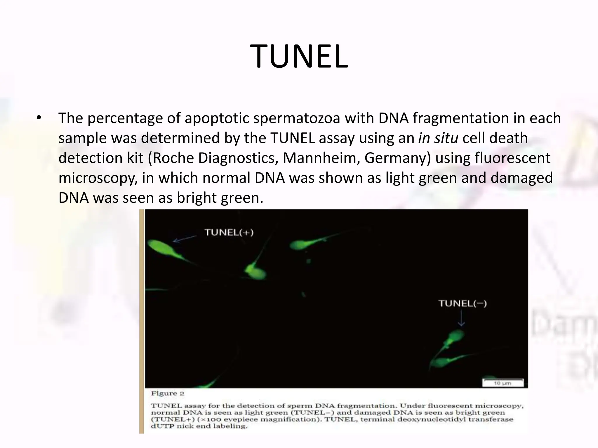 SPERM DNA DAMAGE/SPERM DNA FRAGMENTATION.pptx
