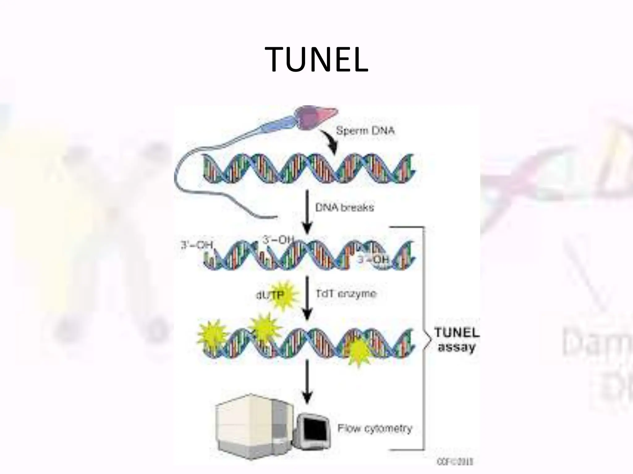 SPERM DNA DAMAGE/SPERM DNA FRAGMENTATION.pptx