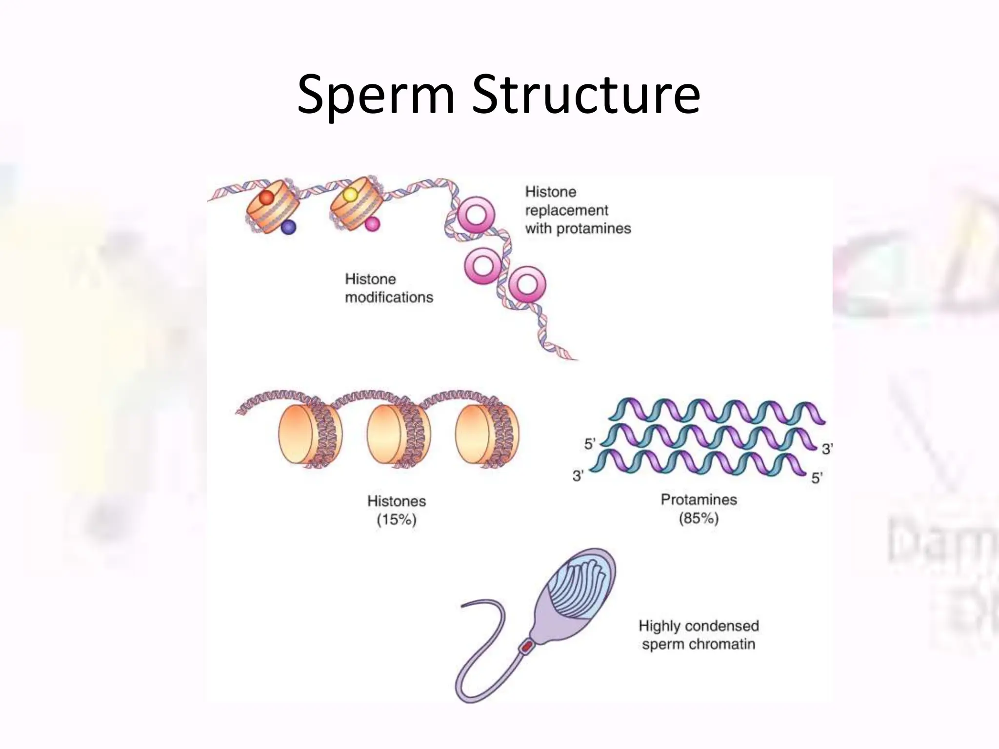 SPERM DNA DAMAGE/SPERM DNA FRAGMENTATION.pptx
