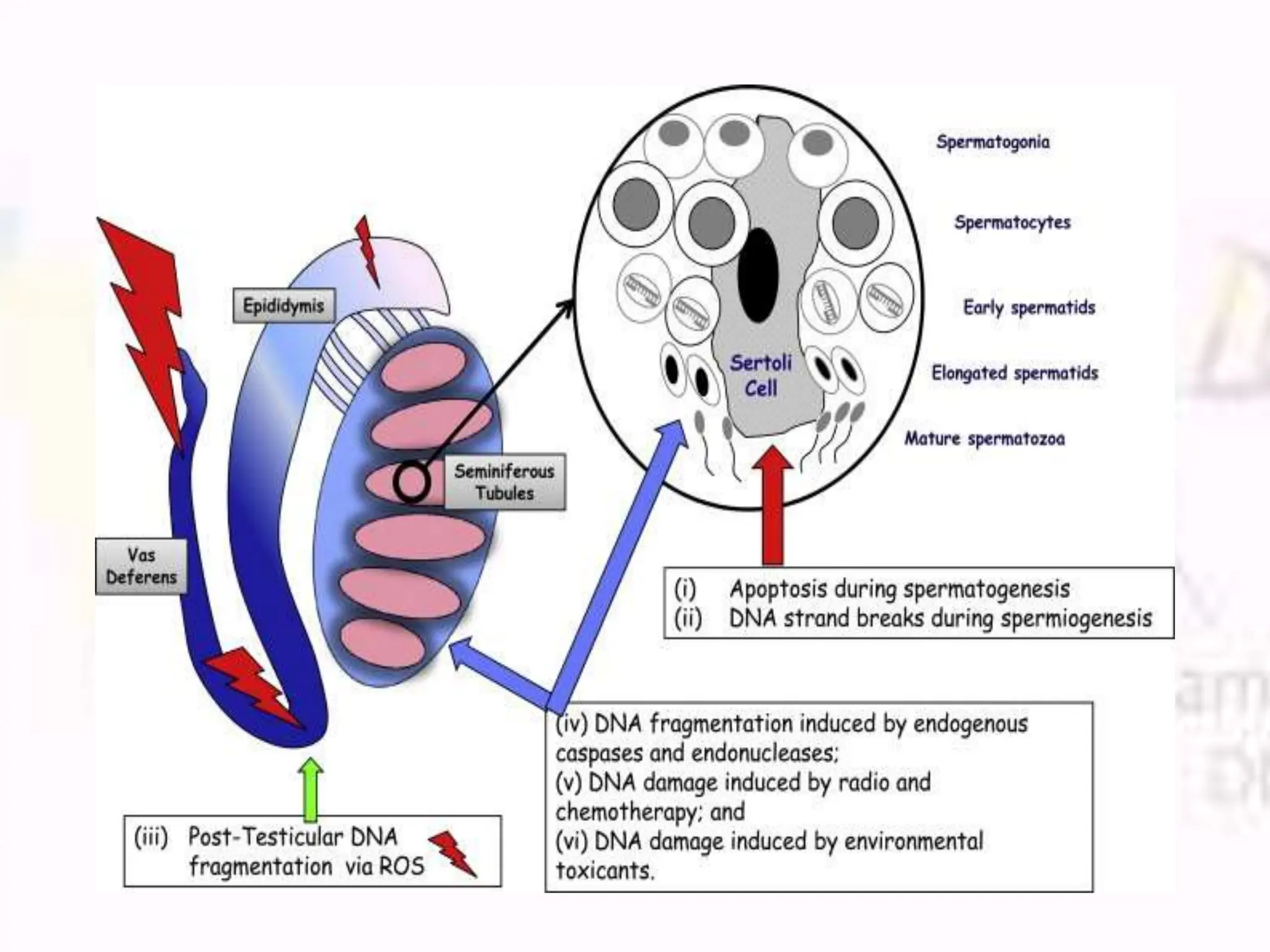 SPERM DNA DAMAGE/SPERM DNA FRAGMENTATION.pptx