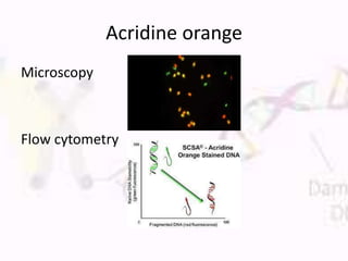 SPERM DNA DAMAGE/SPERM DNA FRAGMENTATION.pptx