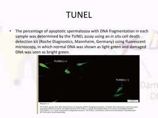 SPERM DNA DAMAGE/SPERM DNA FRAGMENTATION.pptx