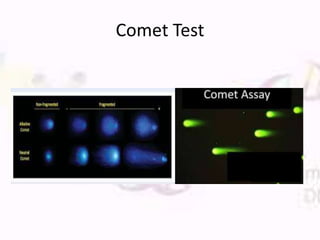 SPERM DNA DAMAGE/SPERM DNA FRAGMENTATION.pptx