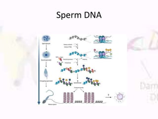 SPERM DNA DAMAGE/SPERM DNA FRAGMENTATION.pptx