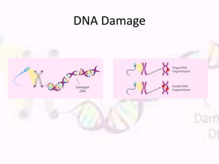 SPERM DNA DAMAGE/SPERM DNA FRAGMENTATION.pptx