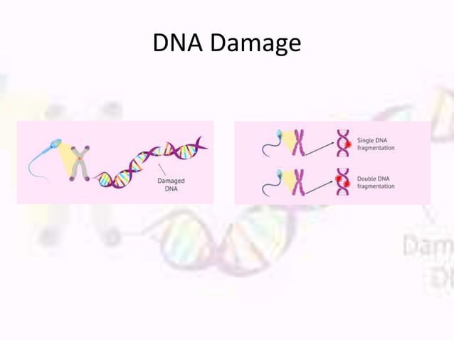 SPERM DNA DAMAGE/SPERM DNA FRAGMENTATION.pptx