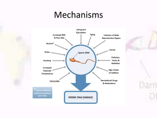 SPERM DNA DAMAGE/SPERM DNA FRAGMENTATION.pptx