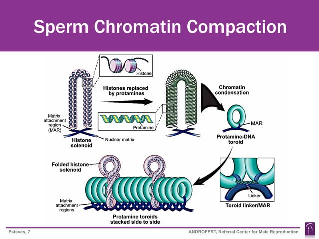 Sperm DNA Fragmentation from the Male Infertility Specialist's ...