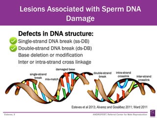 Sperm DNA Fragmentation from the Male Infertility Specialist's ...