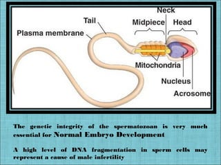 Sperm dna fragmentation | PPT