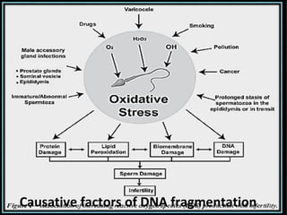 Sperm dna fragmentation | PPT