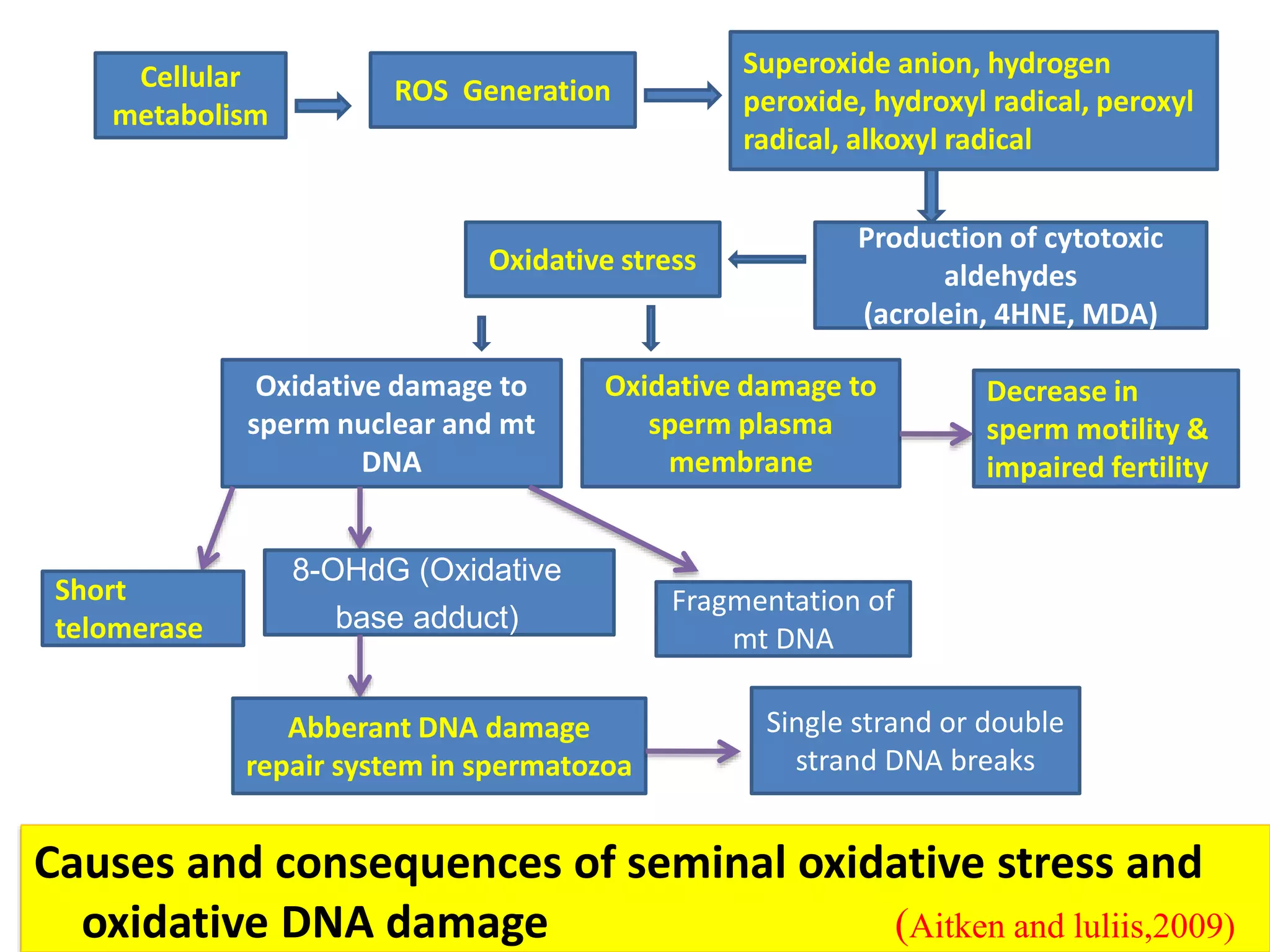 Sperm DNA fragmentation, Mechanism of origin and its effect on fertility | PPTX | Infertility ...